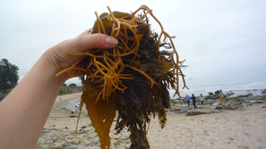 Caffenol and other edible and potable developing Experiments